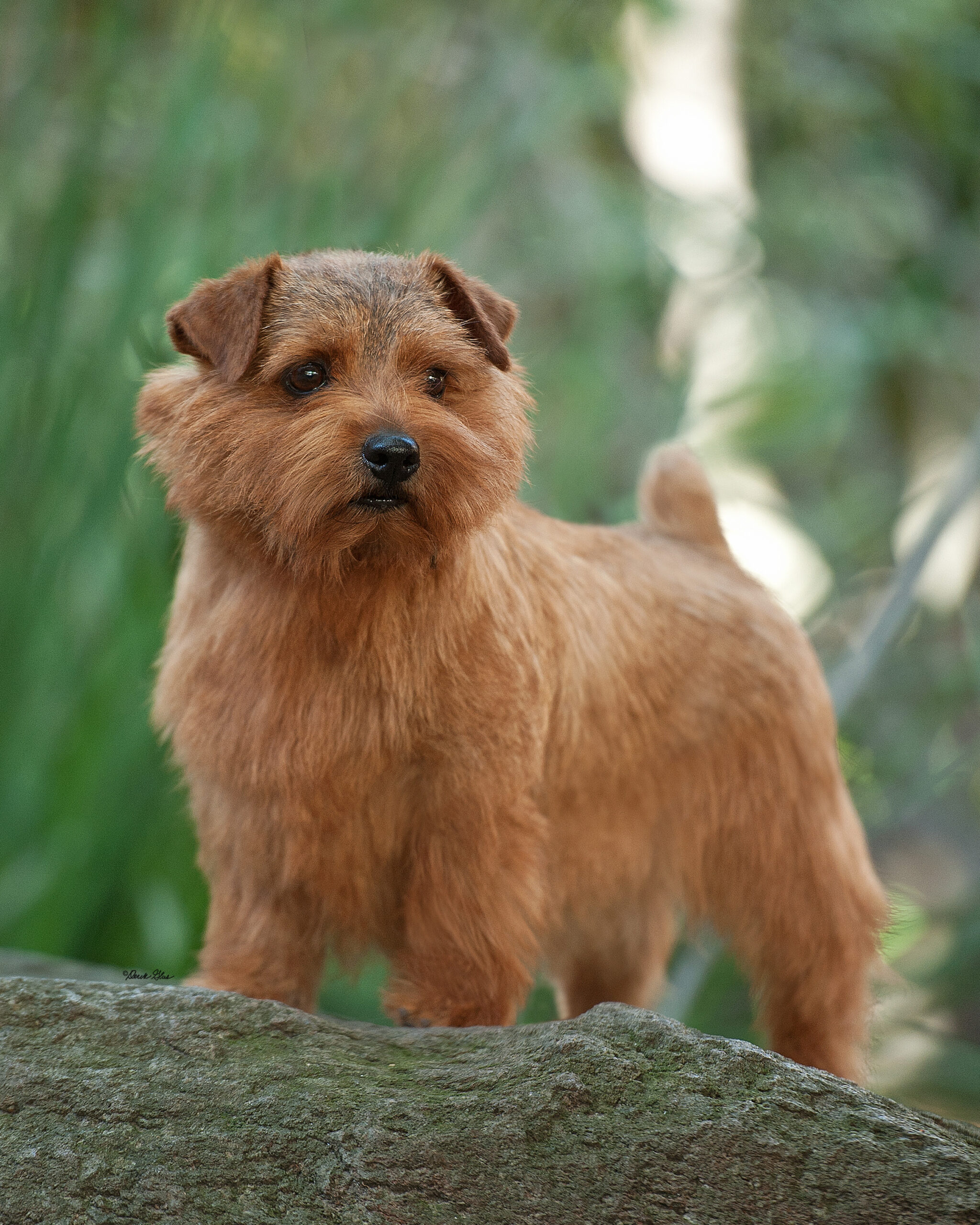 Northeast Kennels 2021 – The Norfolk Terrier Club