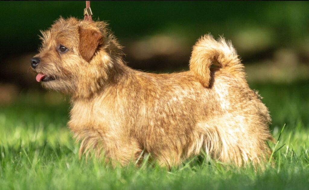 Northeast Kennels 2021 – The Norfolk Terrier Club