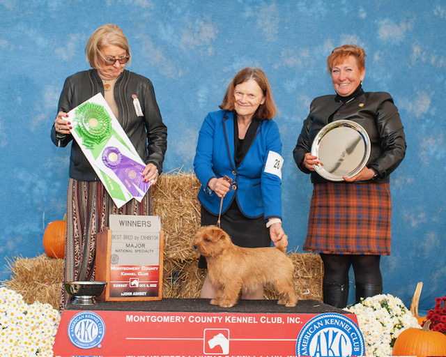 Northeast Kennels 2021 – The Norfolk Terrier Club