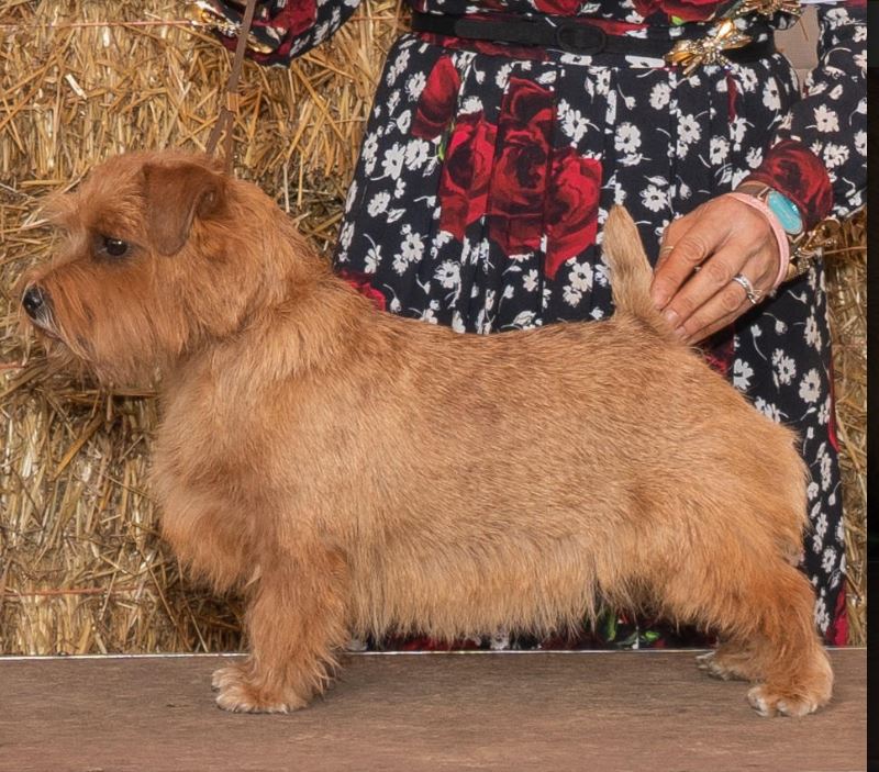 Northeast Kennels 2021 – The Norfolk Terrier Club